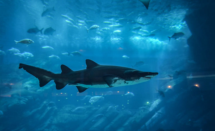 shark walker dubai - Explore Dubai's Insights - Visa Guide, Attractions ...